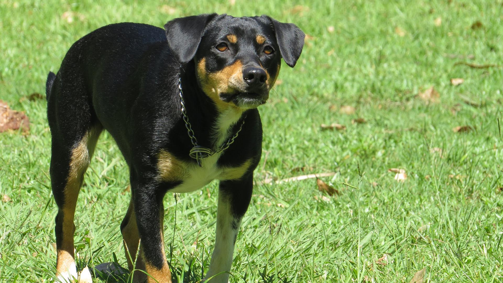 Know Your Rights After a Dog Attack | Blog | Harmonson Law Firm